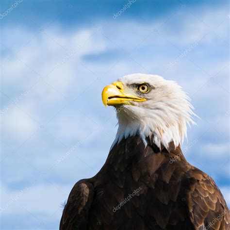Retrato De Cabeza De águila Calva Americana Haliaeetus Leucocephalu 2025