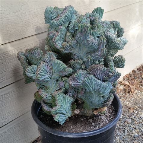 Myrtillocactus Geometrizans Elite Crested Blue Candle Cactus Mid