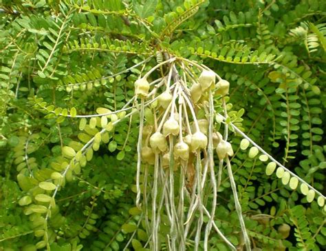 9 Extinct Plants Reasons And Conservation Efforts