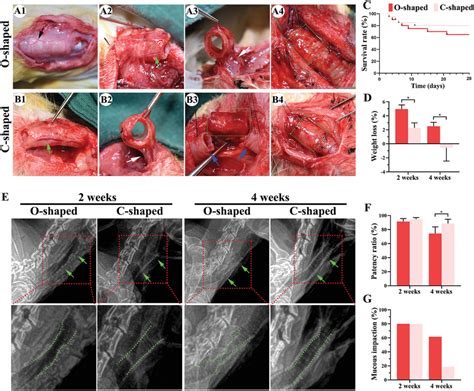 Repair Of Tracheal Defects Using O‐ And C‐shaped Biomimetic Neotracheas Download Scientific