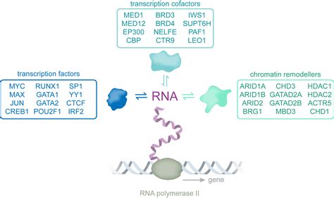 An Rna Centric View Of Transcription And Genome Organization Molecular Cell