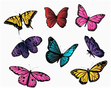 Colorful Butterfly Illustration Collection Free Vector Vectors File