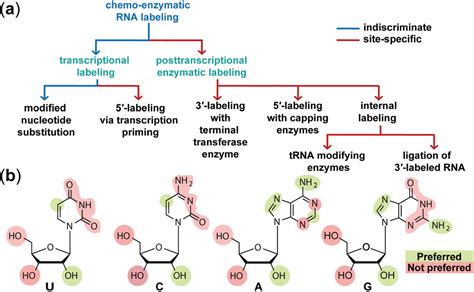 Figure 1 From Bioorthogonal Chemistry Based Rna Labeling Technologies Evolution And Current