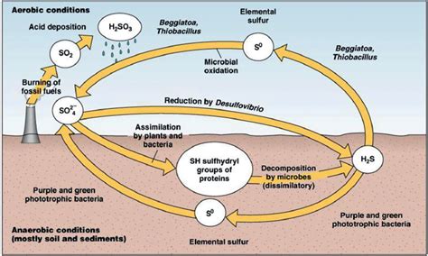 Sulfur Cycle Diagram Diagram Of Sulfur Cycle Stock Illustration