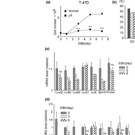 Downregulation Of Cell Cycle Regulators In E2f1 Knockdown Cells Mda