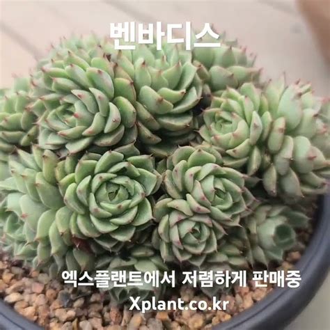 벤바디스 다육이 다육식물 다육 Succulents 多肉植物 다육싸게파는곳 다육이키우기 다육이종류 다육이물주기 суккуленты эхеверия