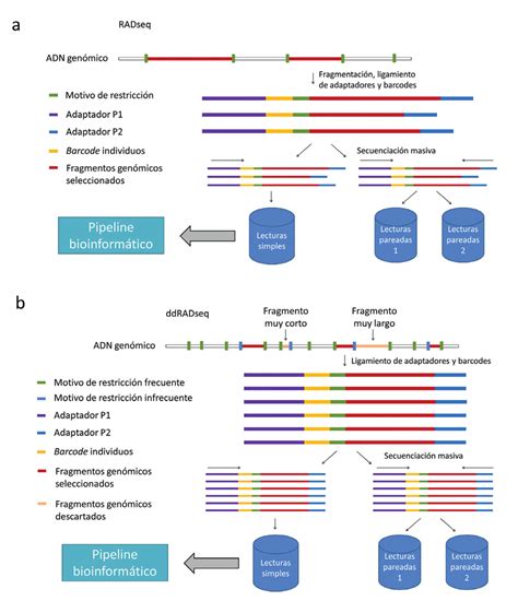 Outline Of Rad Seq A And Ddrad Seq B Genotyping Methodologies