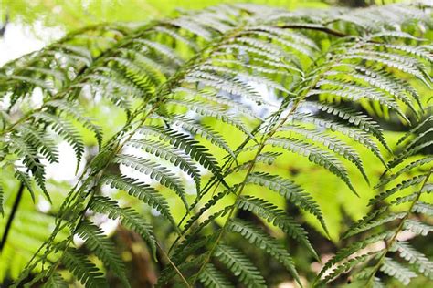 Are Ferns Poisonous To Cats What Do I Do If They Eat One Pango Pets