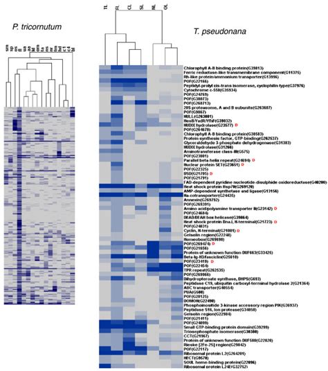 hierarchical clustering of transcripts defined as being differentially