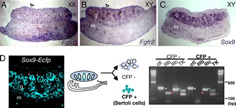 Fibroblast Growth Factor Receptor 2 Regulates Proliferation And Sertoli