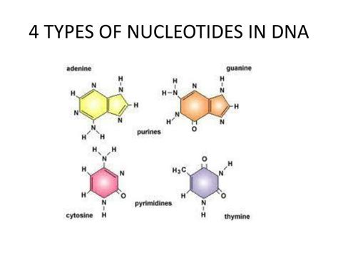Ppt Dna Structure And Replication Building Block Of Dna Powerpoint Presentation Id4026493