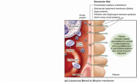 The Urinary System Basicmedical Key