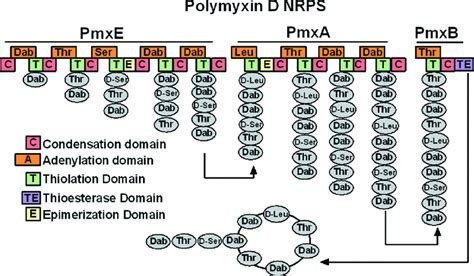 Nrps System For Polymyxin From Paenibacillus Polymyxa The Nrps Enzyme Download Scientific