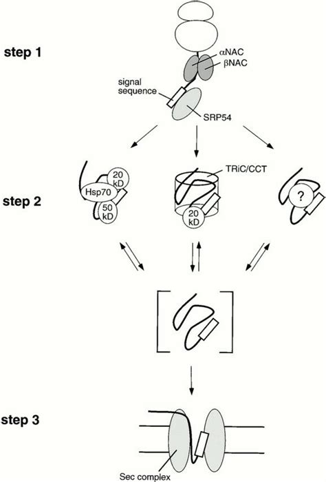Pathway Of A Posttranslational Translocation Substrate From The
