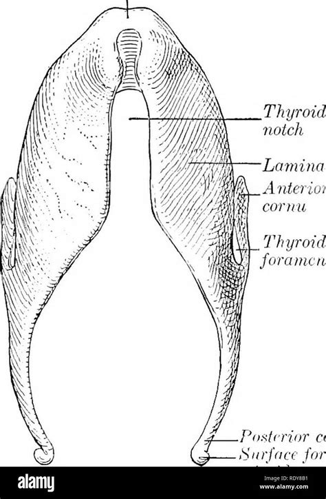 Muesca De Tiroides