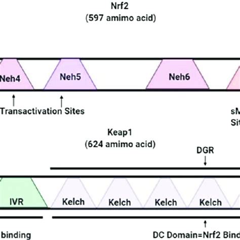 Structure Of Nrf2 And Keap1 Download Scientific Diagram