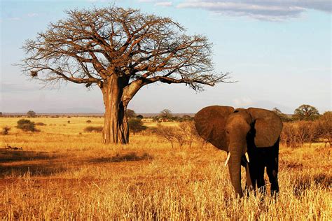 Tanzania Elephant Photograph By Isabella Biava Fine Art America
