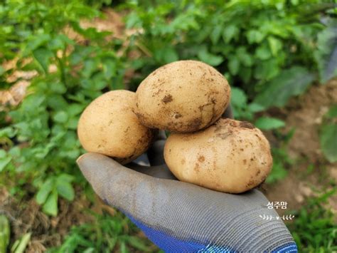 감자키우기 감자재배 씨감자 심기 후 꽃따기 순치기 하지 감자수확시기 네이버 블로그