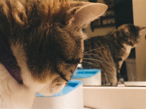 Standard Issue Model R Standardissuecat