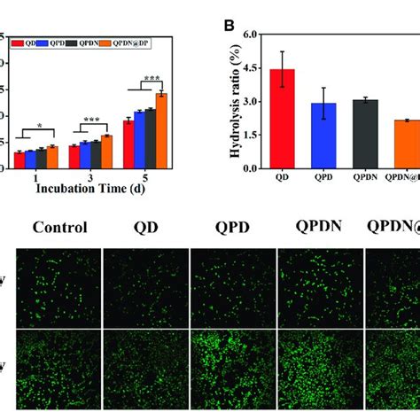 In Vivo Biocompatibility And Biodegradability Evaluation A Schematic