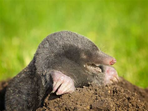 Mole Removal In Polk County Critter Control Of Polk County