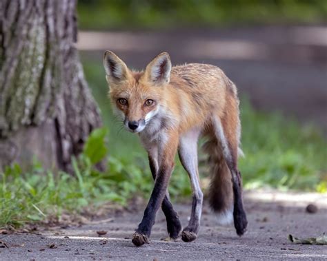 Kit Fox The Amazing Desert Dweller