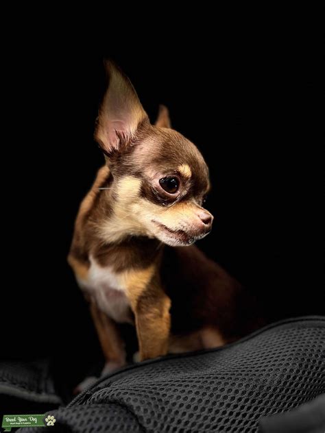 22lb Chocolate Tan Smooth Hair Chihuahua Stud Dog Ca Breed Your Dog