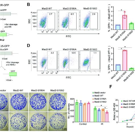 phosphorylation of mad2 serine 195 regulated spindle checkpoint a