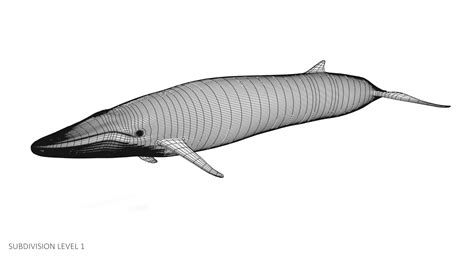 Fin Whale Model - TurboSquid 1215330