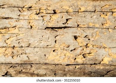 Hundred Pests On Gum Tree Royalty Free Images Stock Photos Pictures Shutterstock