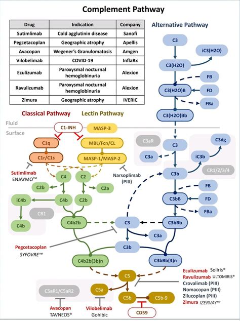 Liliang Jin On Linkedin The Complement System Interacts With Various