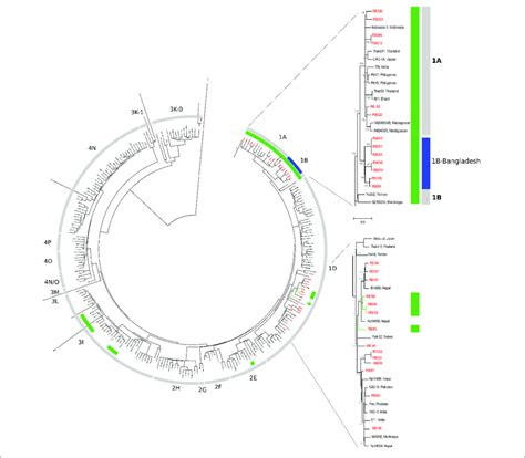 Phylogeography Of M Leprae Strains Maximum Parsimony Tree Of 259