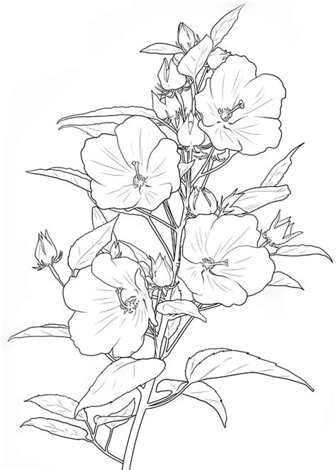 各式花卉花朵叶子线稿上色稿手稿集║图片来源公众号—旭旭素材║32种日漫风格花与叶线稿 花瓣网