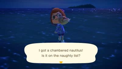 Chambered Nautilus On Tumblr