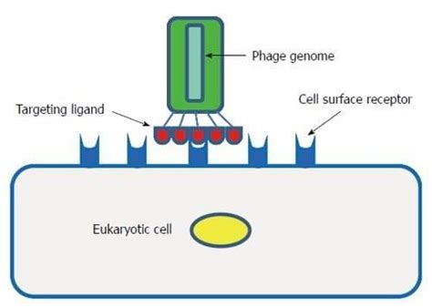 Phage Library Construction