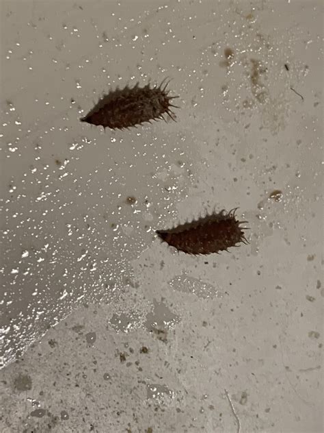 What Bug Is This Found In Sink Drain Rwhatsthisbug