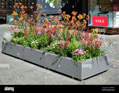 A Planter Box Display Of West Australian Native Wildflowers Including