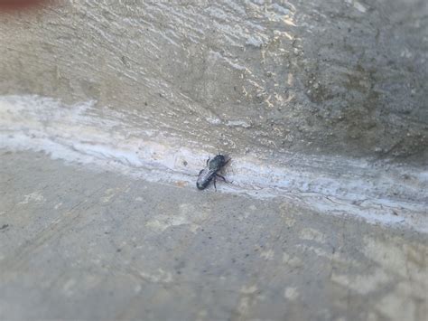 What Is This Bug Northern Idaho Rbugidentification