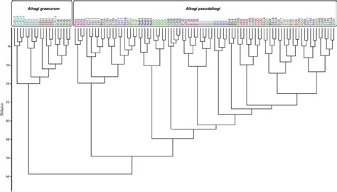 Dendrogram Obtained From The Ward Clustering Analysis Of The Issr Data