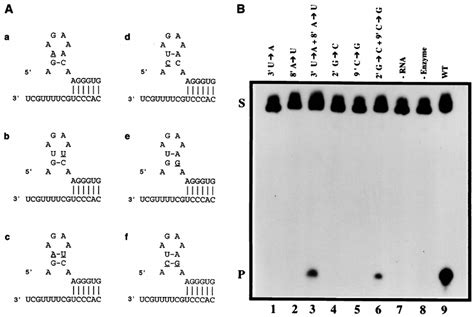 A RNA Constructs Used To Investigate The Effects Of Mutations In The Download Scientific