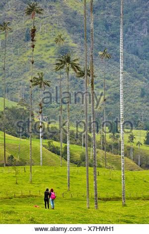 Palma De Cera Del Quindio Wax Palm Tree Ceroxylon Quindiuense Stock