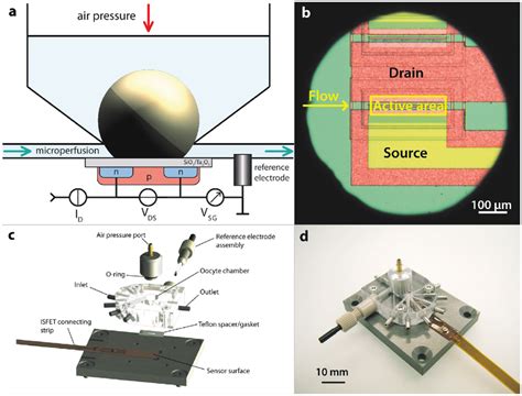 Design Of The Microdevice A Schematic View Of The Cross Section Of Download Scientific