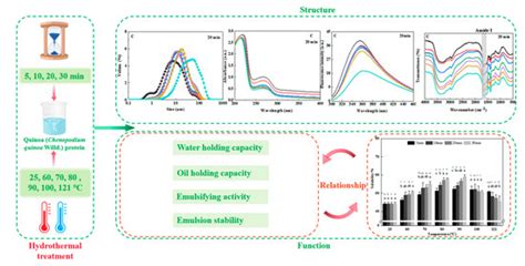 Foods Free Full Text Effect Of Hydrothermal Treatment On The