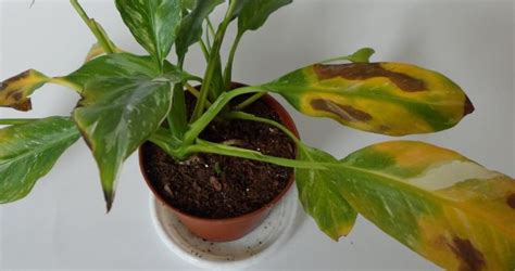 Три головні причини чому зимою жовтіють і опадають листя у кімнатних рослин