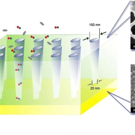 Cartoon Schematic Drawing Of The Working Electrode Structure And Its