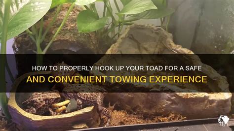 How To Properly Hook Up Your Toad For A Safe And Convenient Towing Experience PetShun