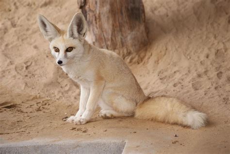 21 True Foxes You Can Find In The Wild Across The Globe Exploring Animals