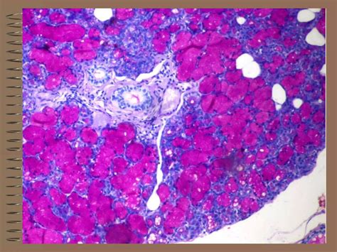 Connective Tissue Stains Pptx