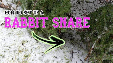 How To Set Up Rabbit Snares Outdoors With Dave And Brent Youtube