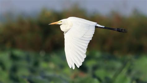 Intermediate Egret Birdforum